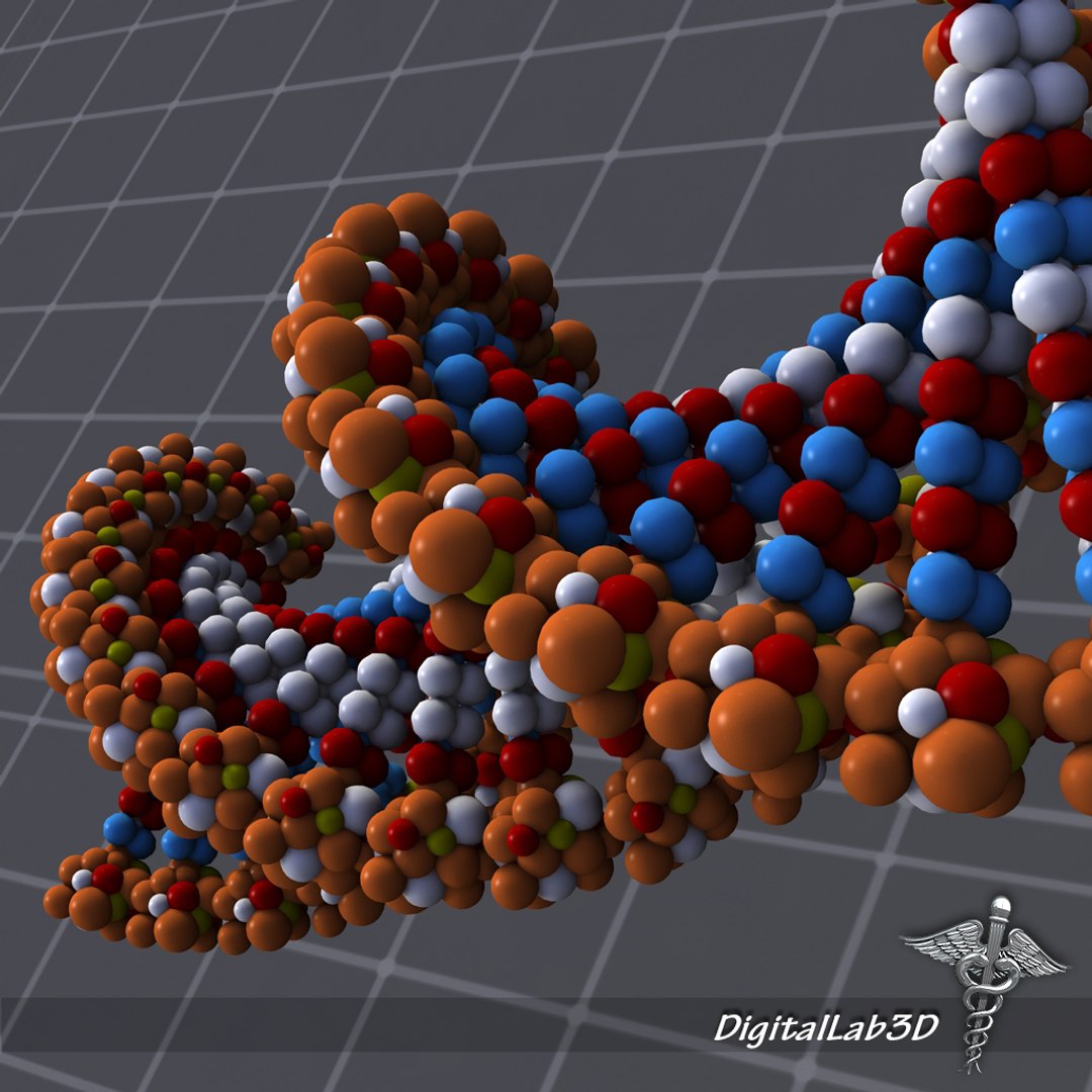 Dna Structure Molecules 3d Max