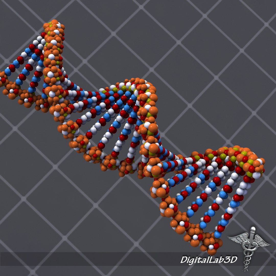 Dna Structure Molecules 3d Max