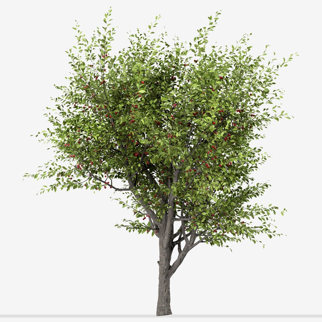 Set Of Sour Cherry Or Prunus Cerasus Trees - 3 Trees 3D Model ...