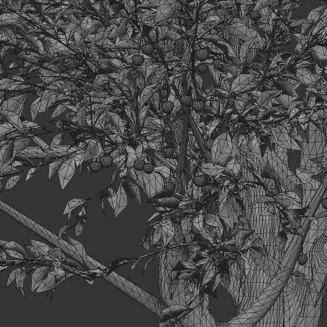 Set Of Sour Cherry Or Prunus Cerasus Trees - 3 Trees 3D Model ...