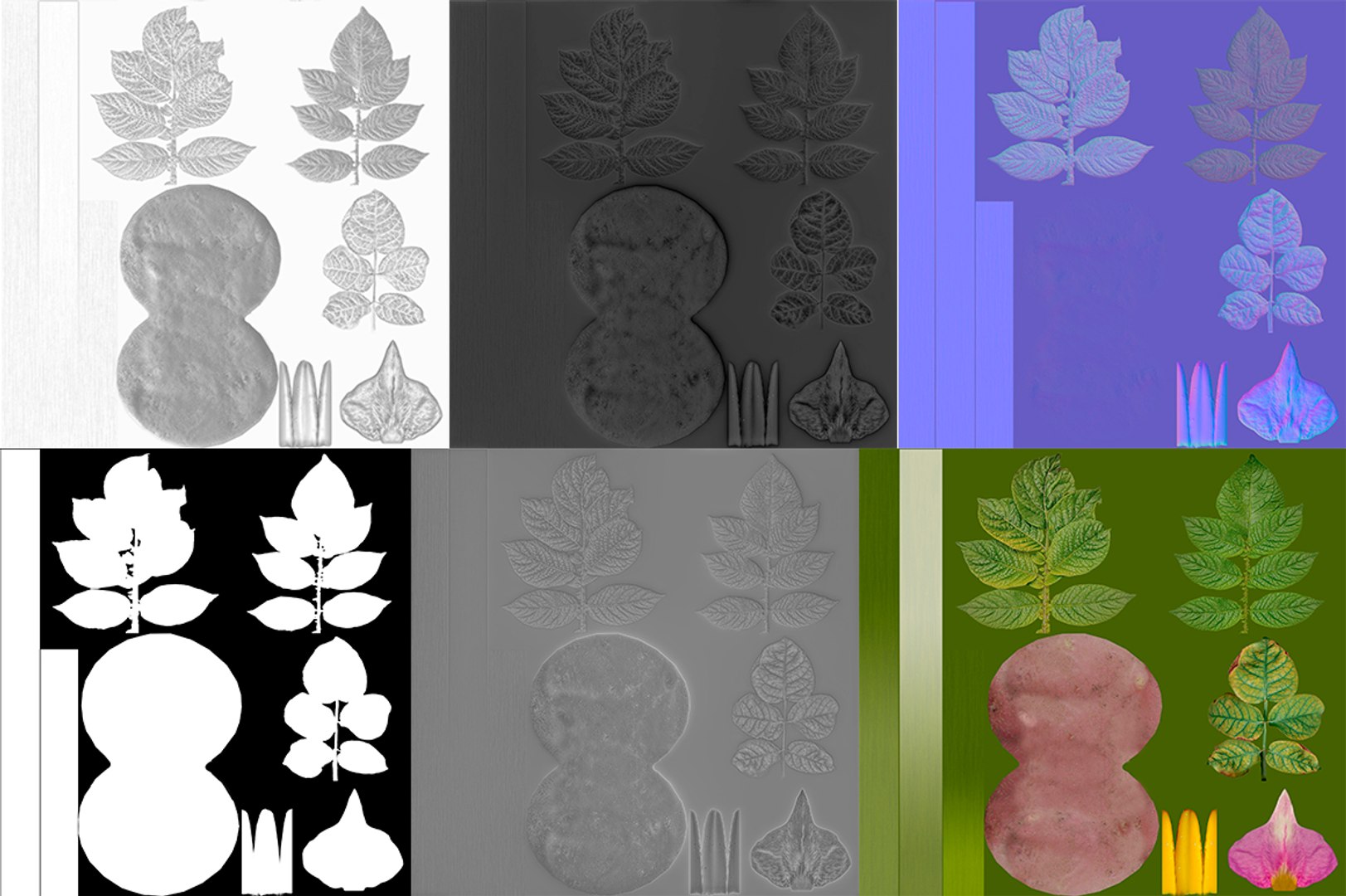 3D Photorealistic Potato Tuber Set - TurboSquid 1501101