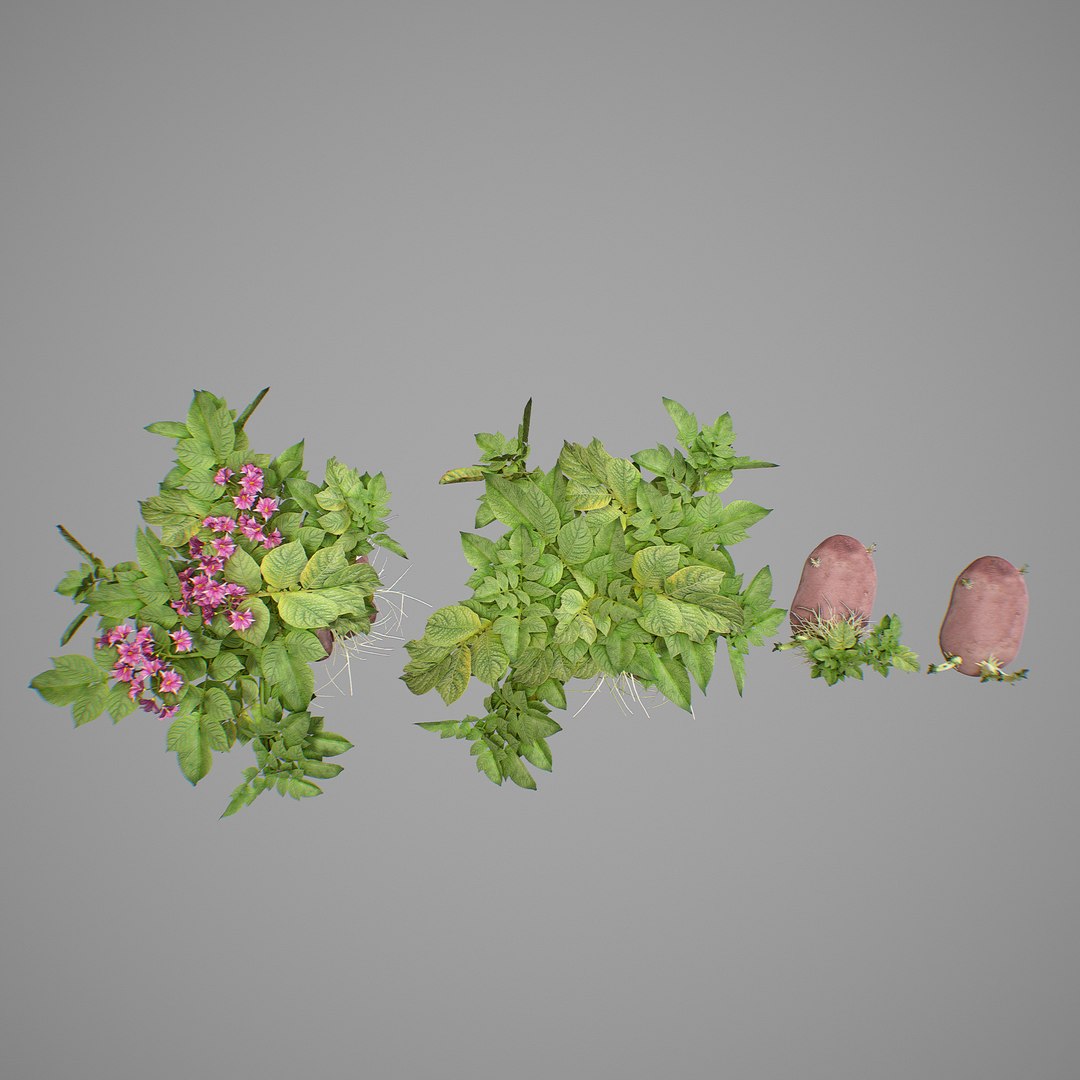 3D Photorealistic Potato Tuber Set - TurboSquid 1501101