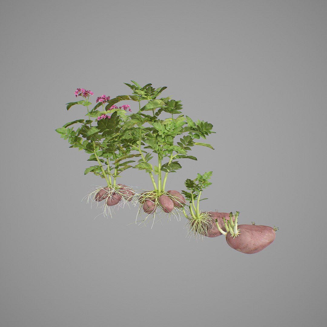 3D Photorealistic Potato Tuber Set - TurboSquid 1501101
