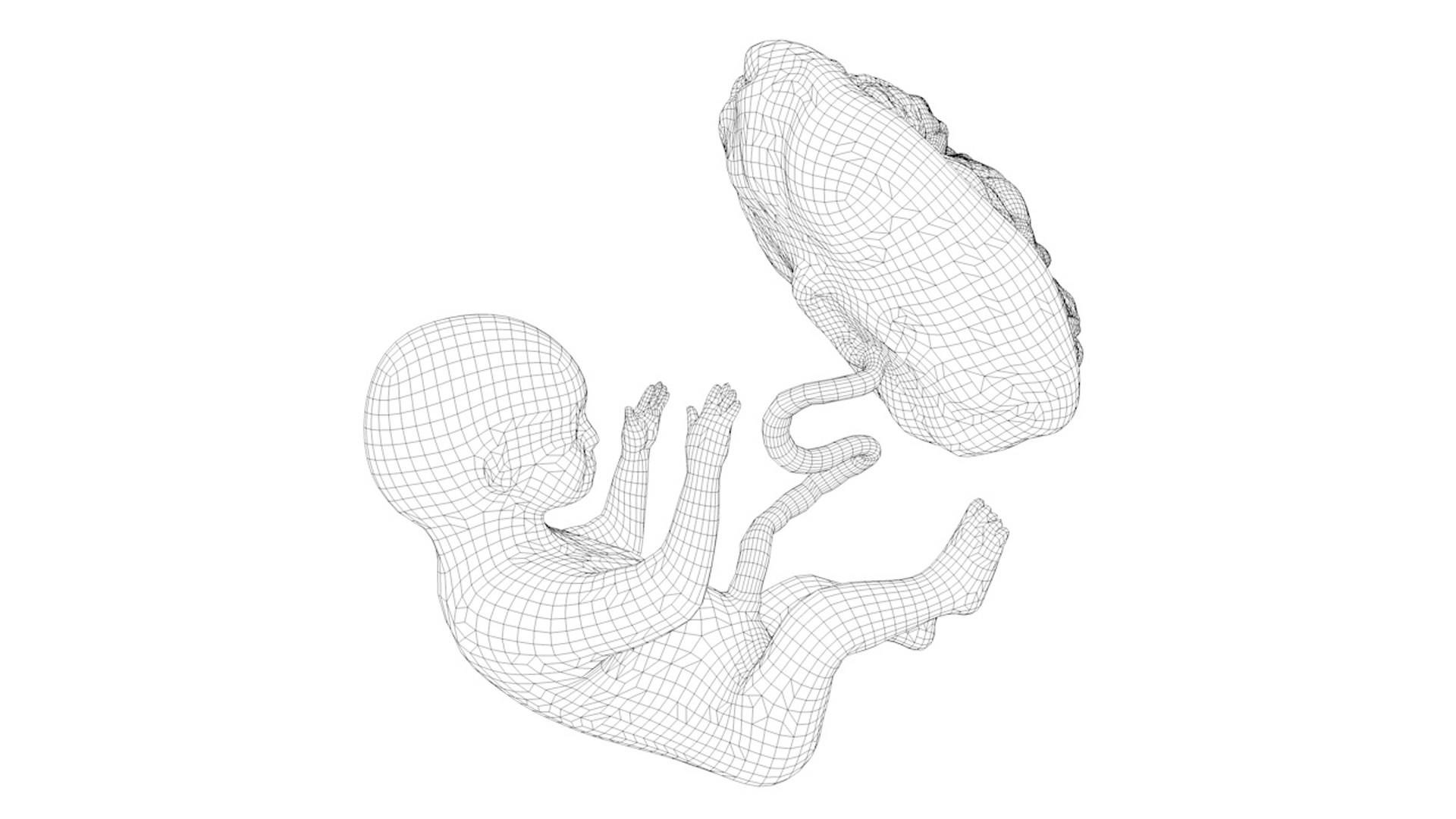 3D Fetus Baby Place Model - TurboSquid 1432119