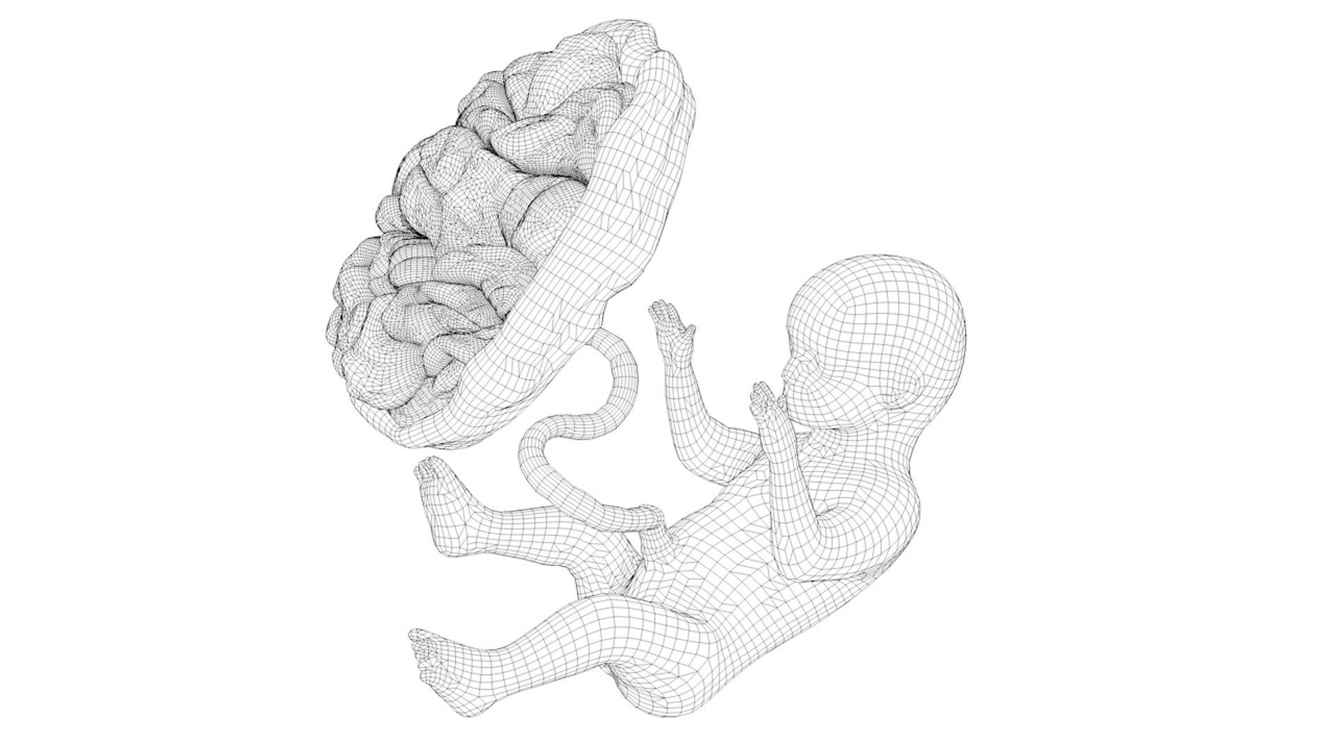 3D Fetus Baby Place Model - TurboSquid 1432119