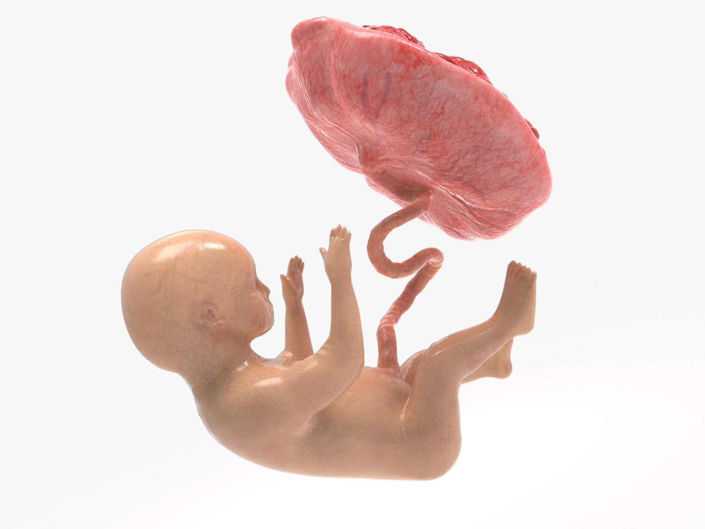 3D Fetus Baby Place Model - TurboSquid 1432119