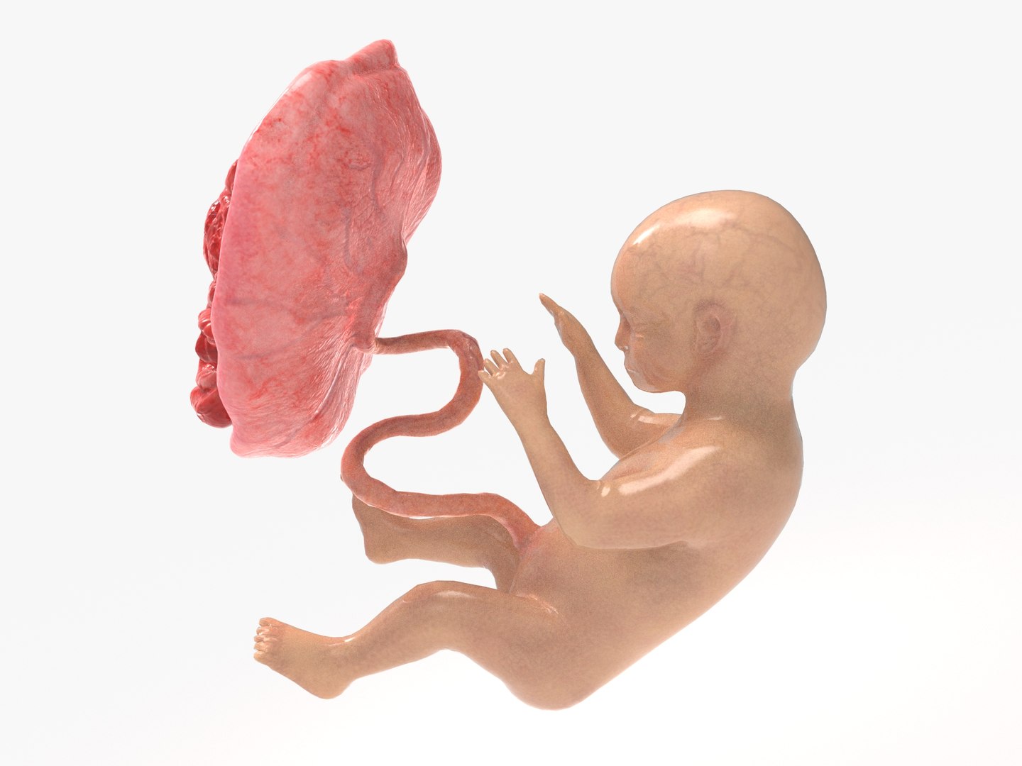 3D Fetus Baby Place Model - TurboSquid 1432119