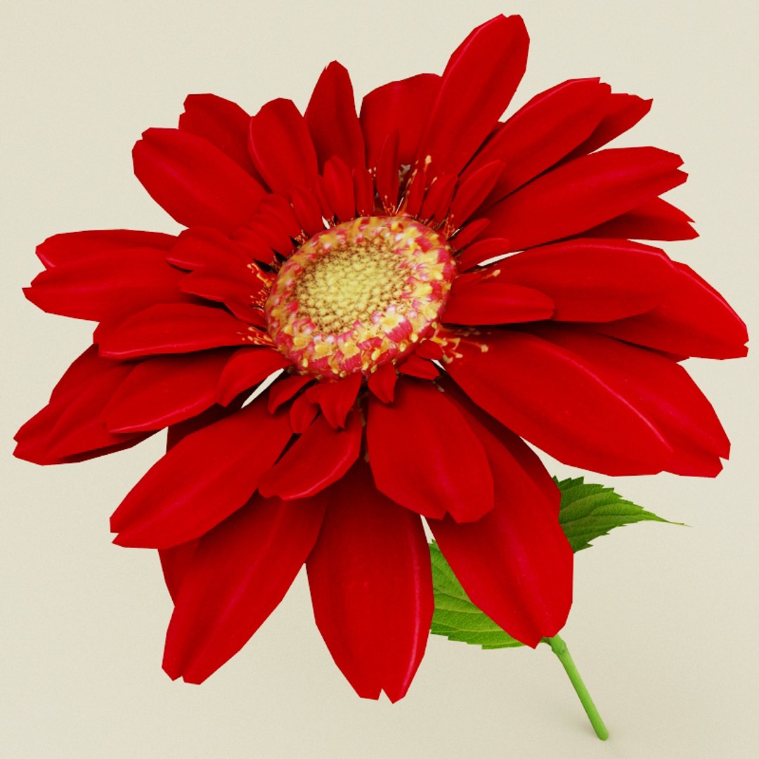 Gerbera Modelled 3d Model