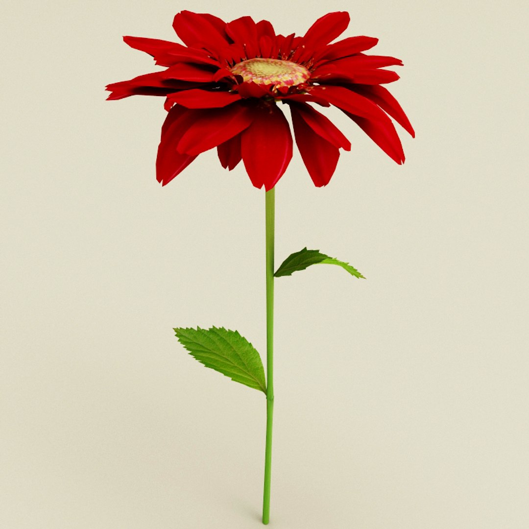 Gerbera Modelled 3d Model