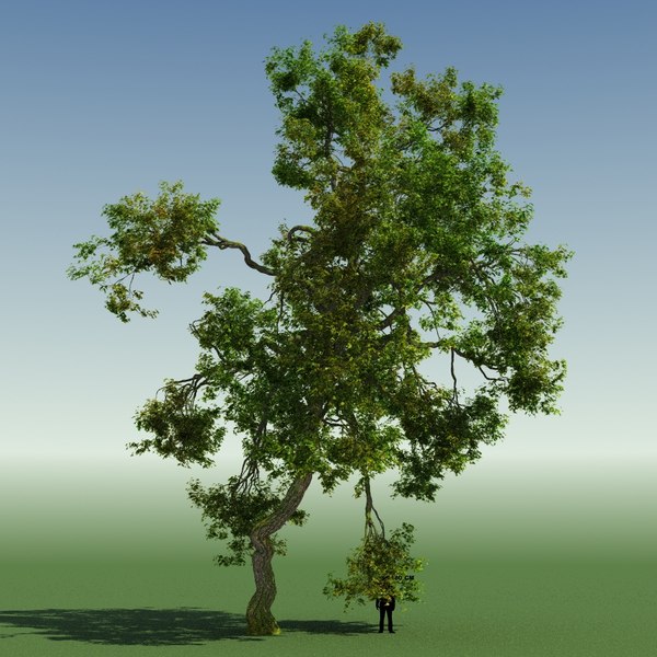 tree forest rainforest 3d model