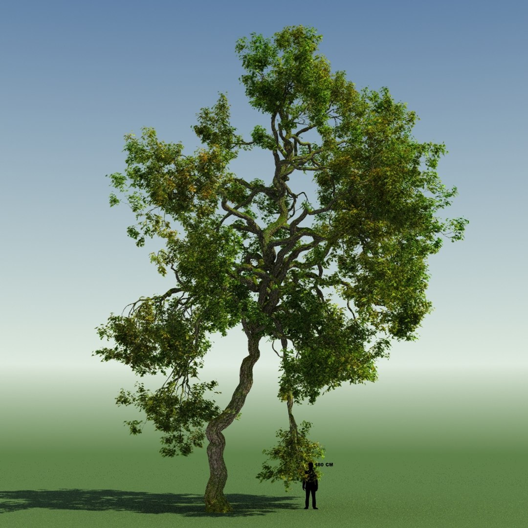 Tree Forest Rainforest 3d Max