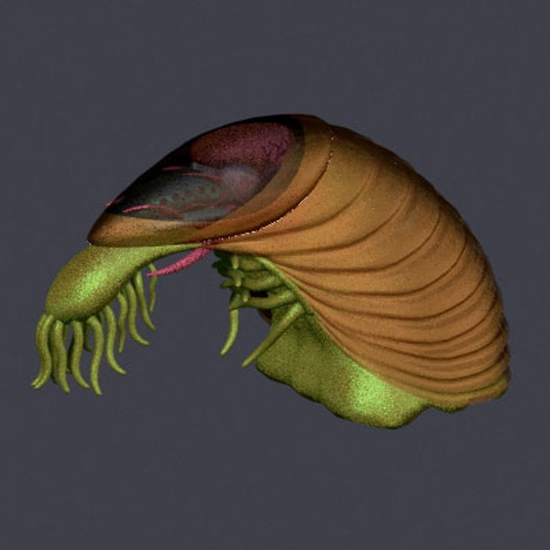 Pz3 Pug Slug-like Alien