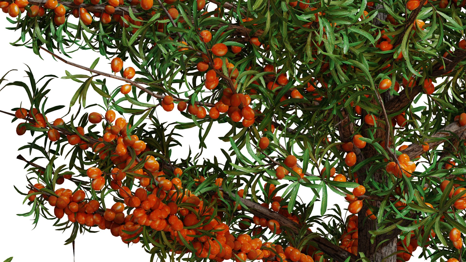 Hippophae Sea Buckthorns Tree 3D Model - TurboSquid 1757169