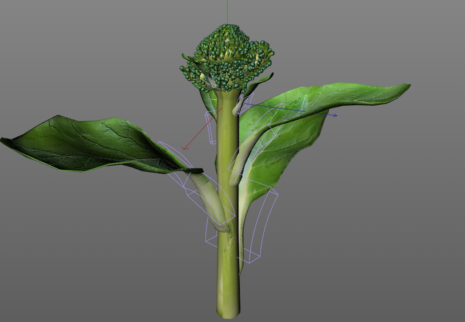 Broccoli 3D - TurboSquid 1544470