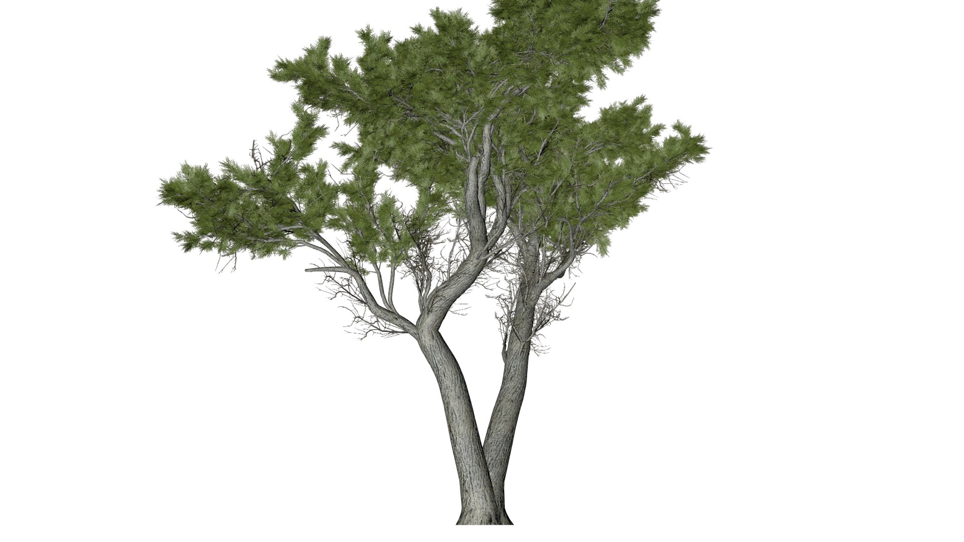 3D Monterey Cypress Tree - 01 - Model - TurboSquid 2373732