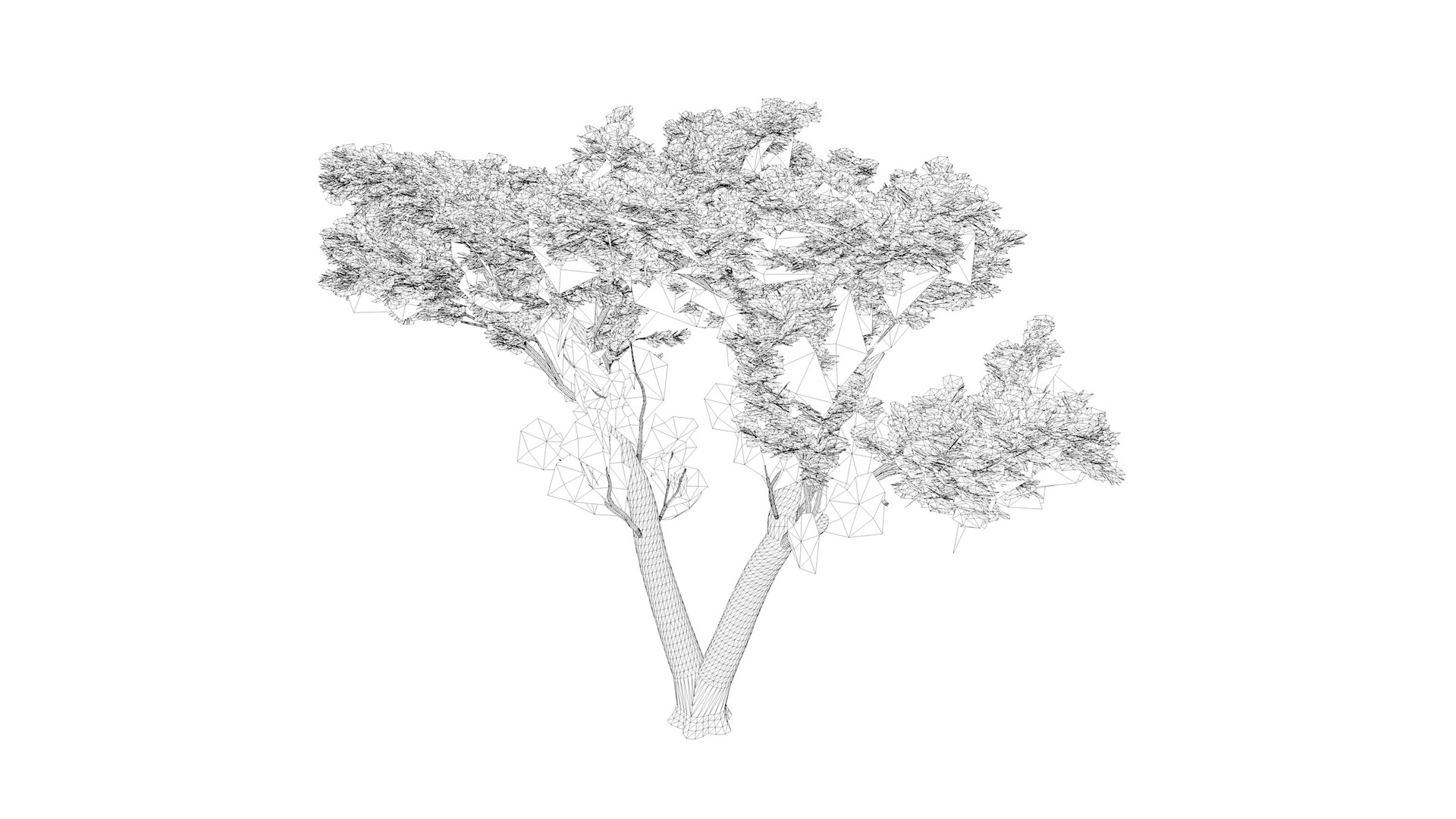 3D Monterey Cypress Tree - 01 - Model - TurboSquid 2373732