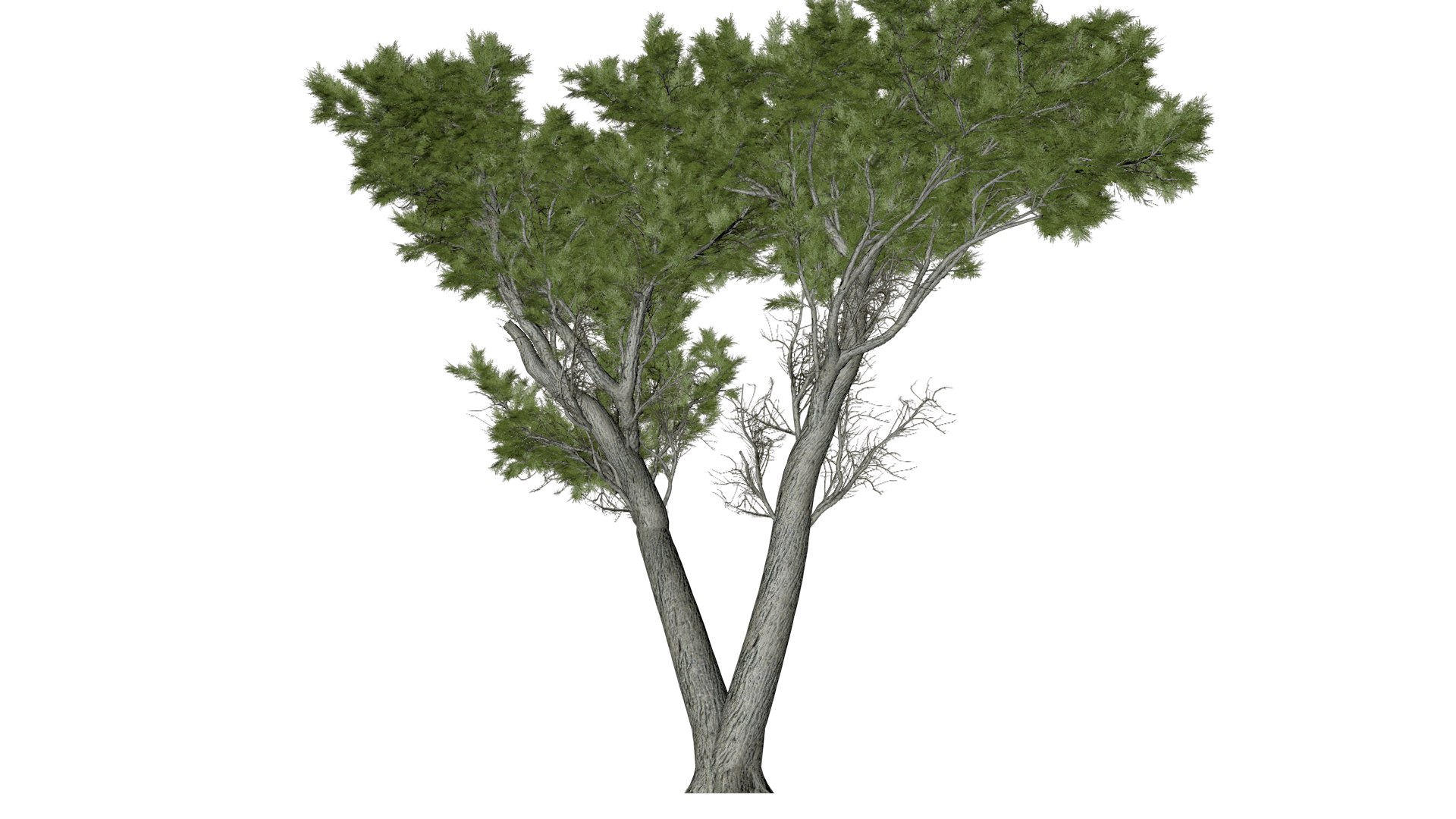 3D Monterey Cypress Tree - 01 - Model - TurboSquid 2373732
