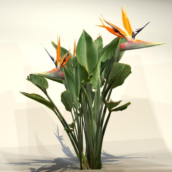 3d model pc flower