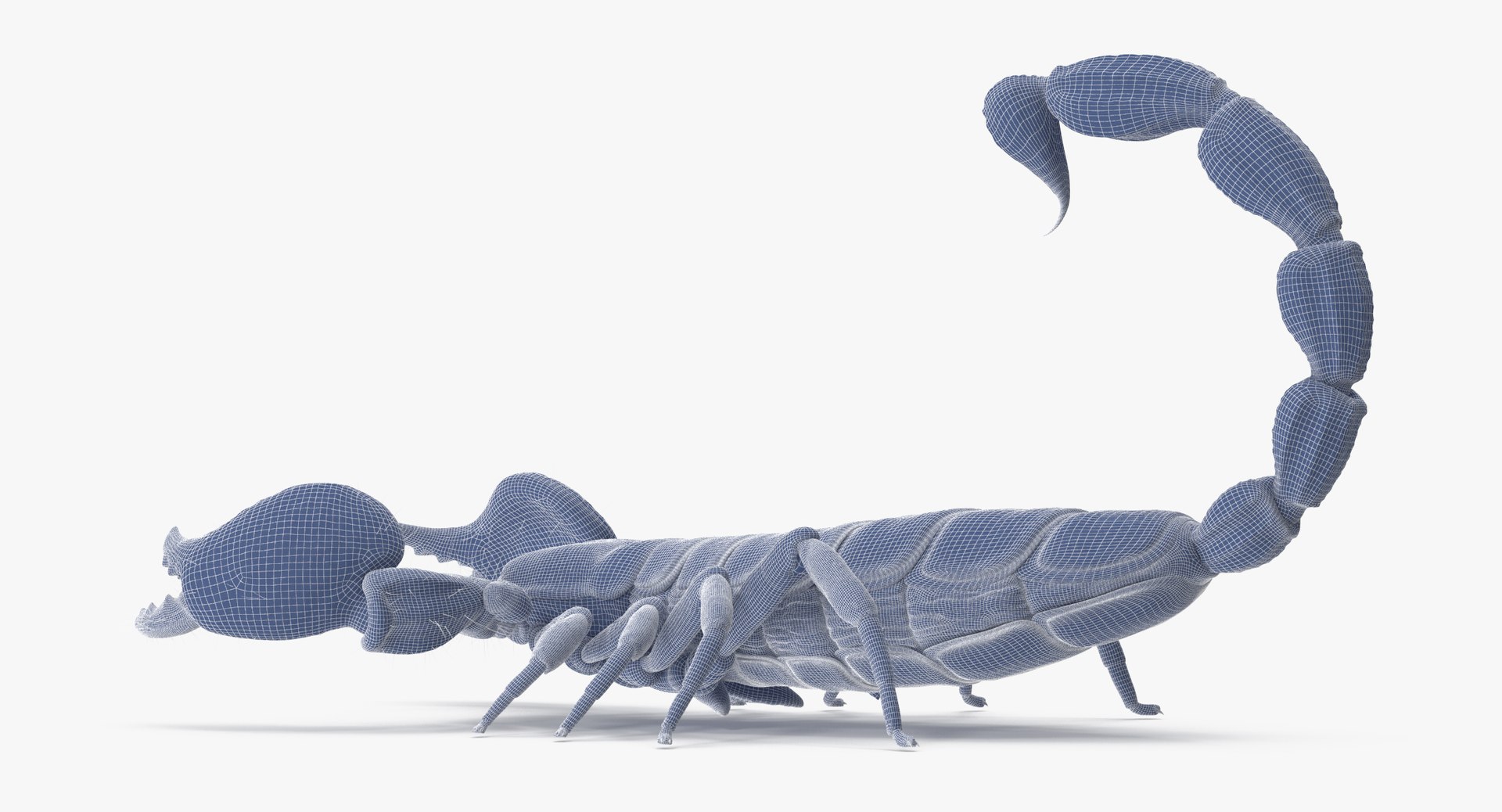 3d scorpion - model