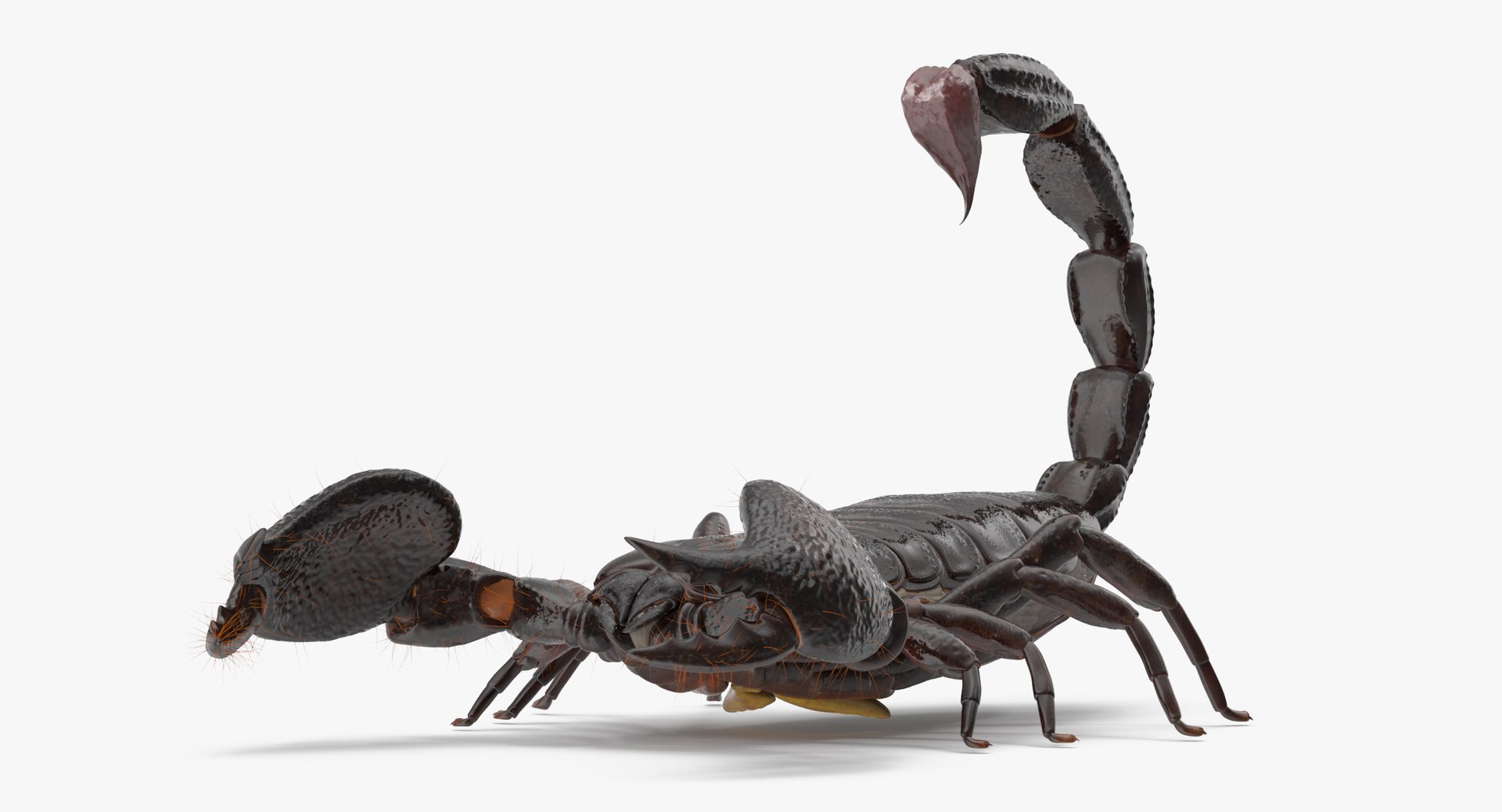 3d scorpion - model