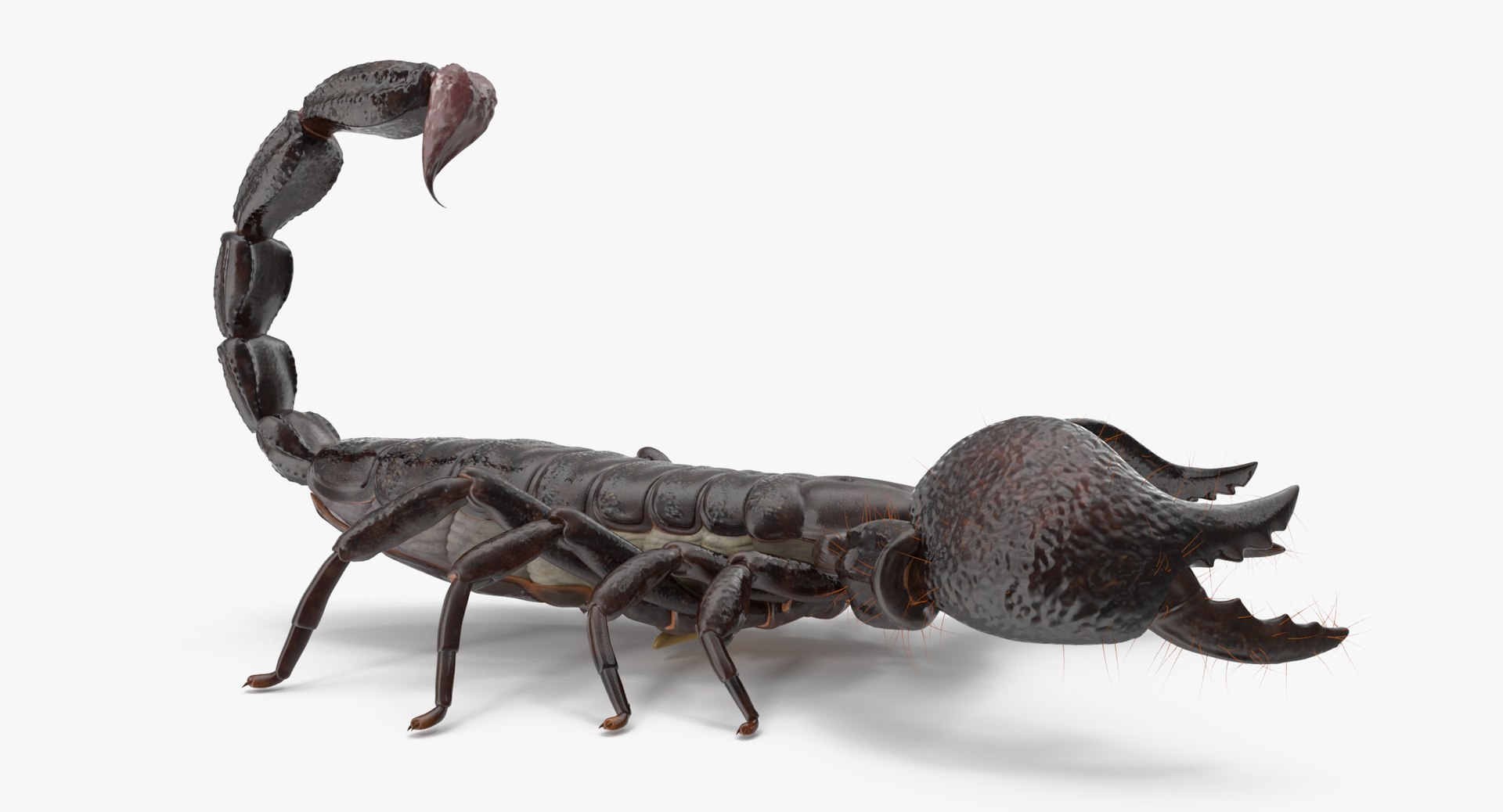 3d scorpion - model