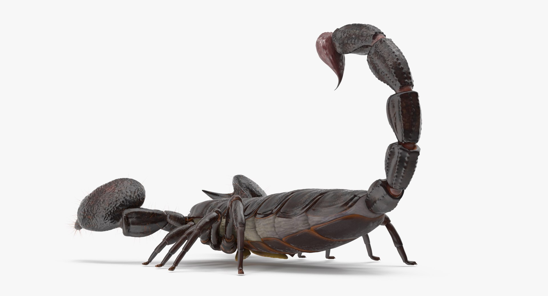 3d scorpion - model