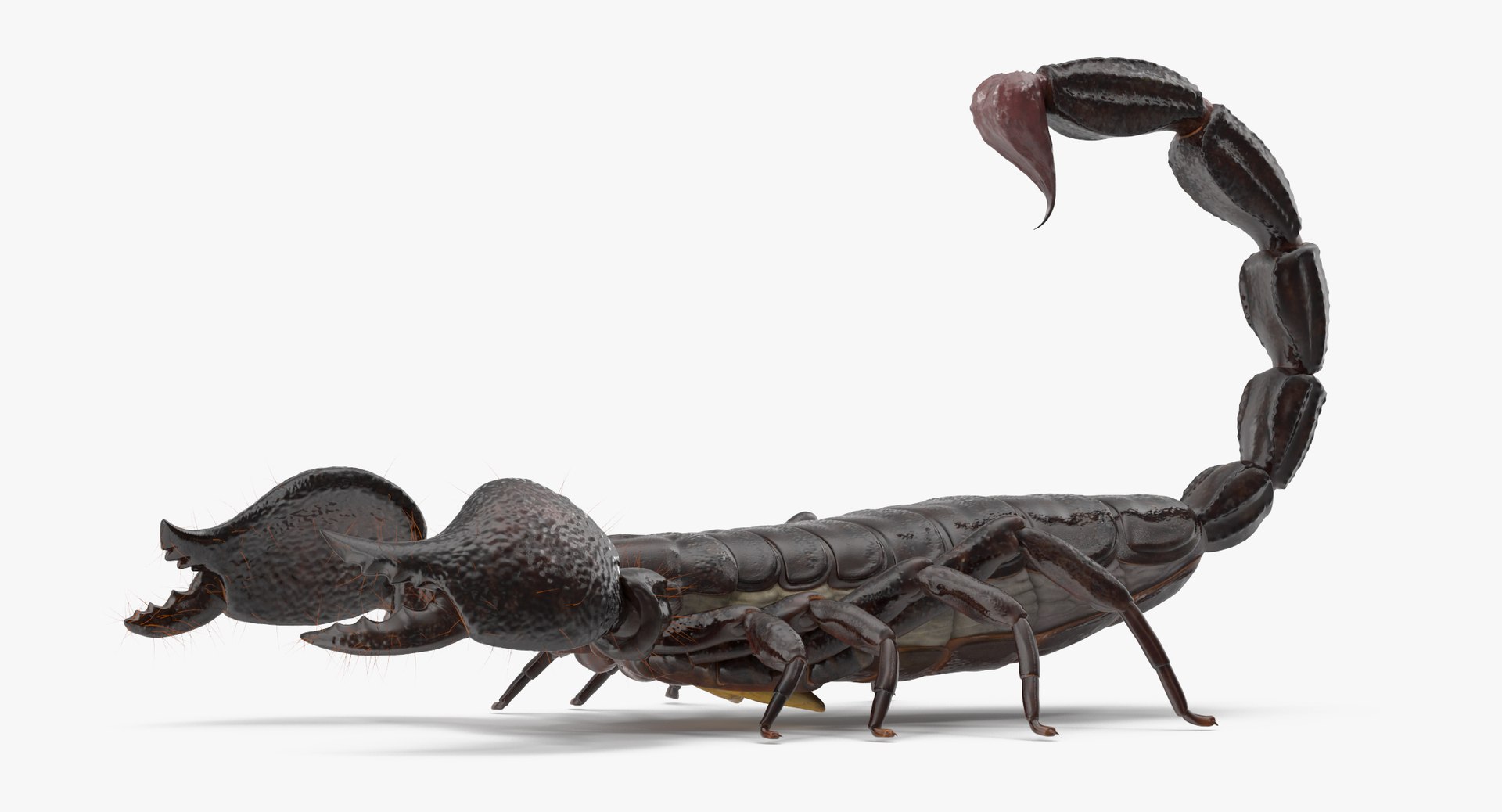 3d scorpion - model