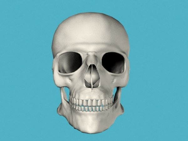 skull bones 3d model