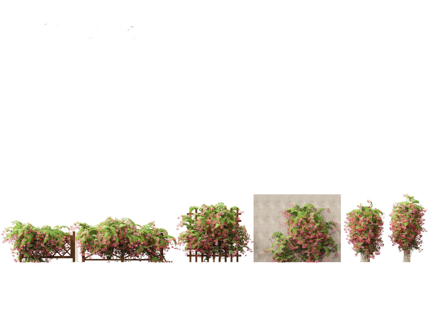 Combretum Indicum - Rangoon Creeper 3D Model - TurboSquid 2125127