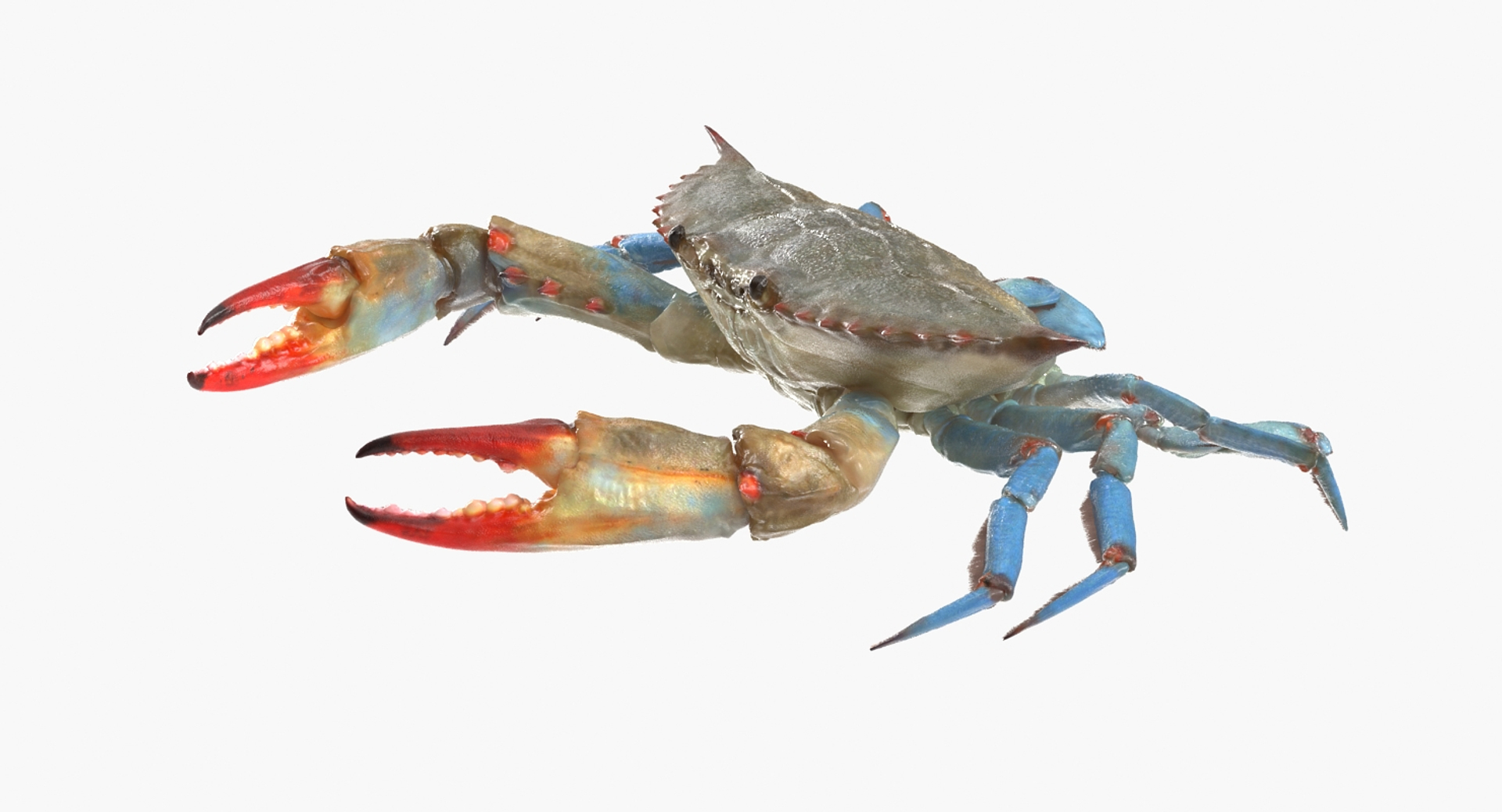 3D Atlantic Blue Crab Rigged - TurboSquid 1502096
