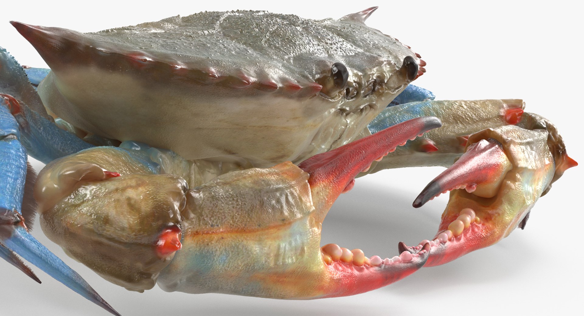 3D Atlantic Blue Crab Rigged - TurboSquid 1502096