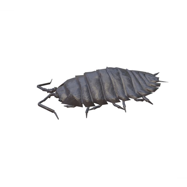 Oniscus asellus common woodlouse Animated 3D model - TurboSquid 2006425