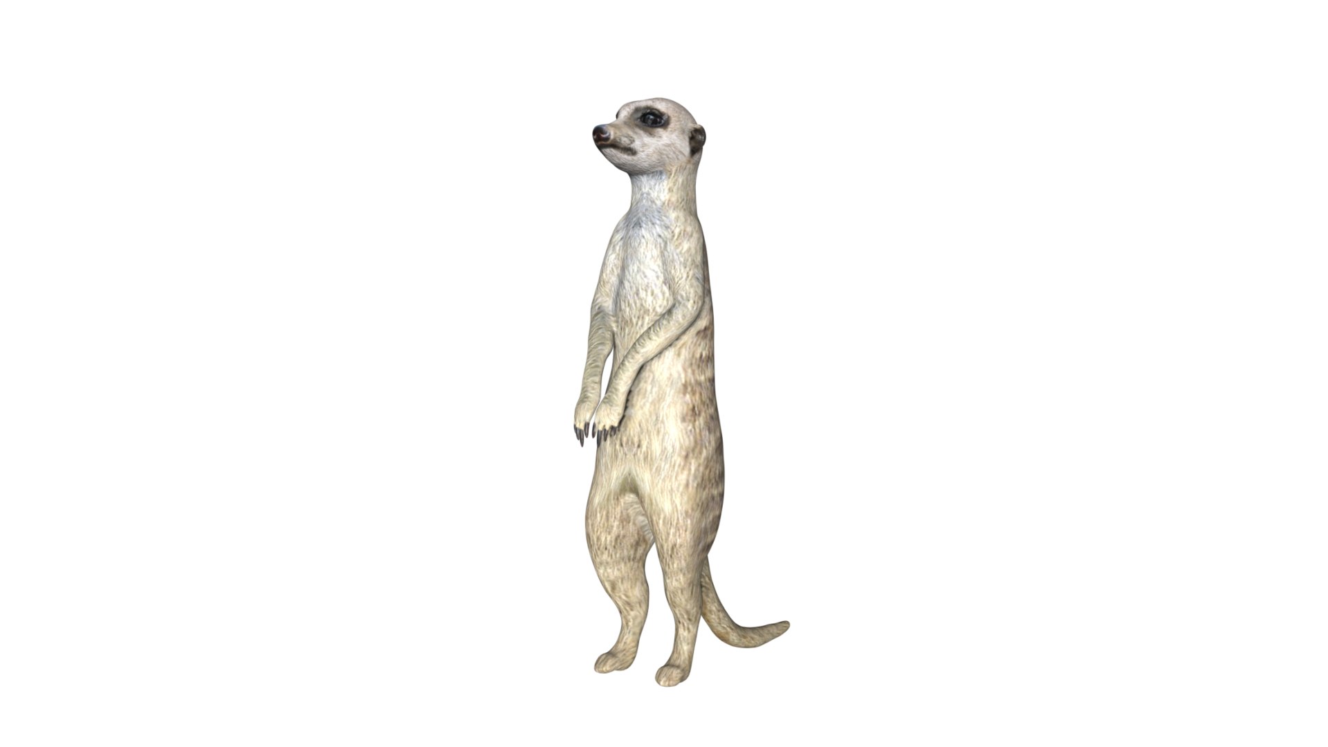 3D Fully Rigged Low Poly Meerkat Model - TurboSquid 1761623