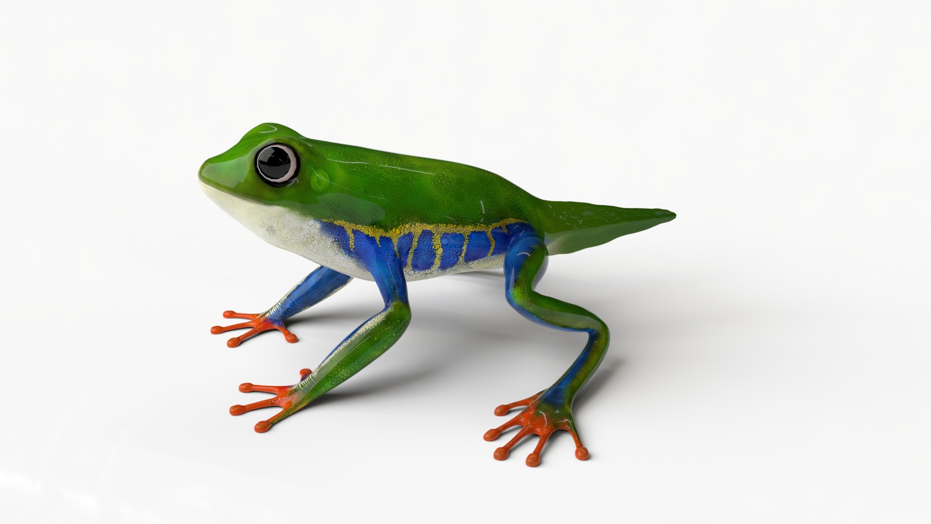 3D Tree Frog Rigged Arrow Poison Frog Model - TurboSquid 1714262