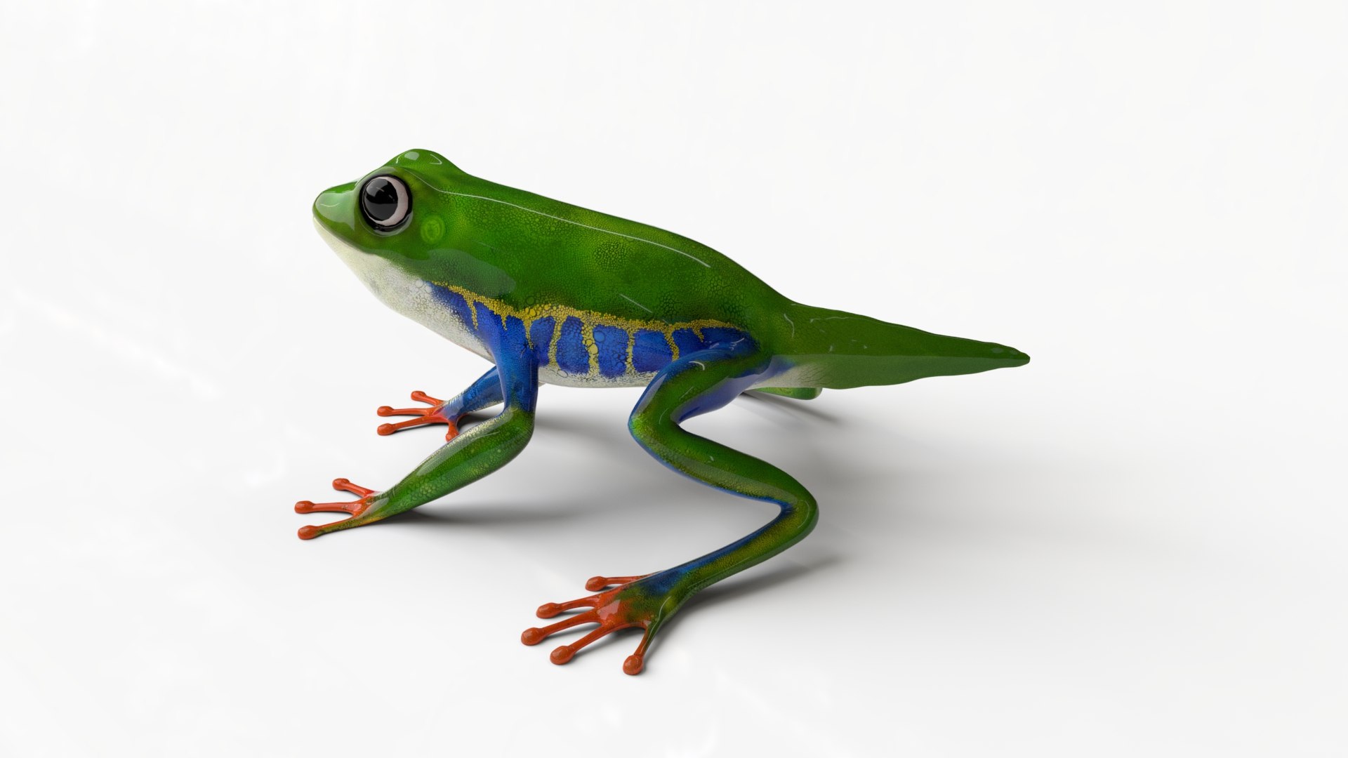 3D Tree Frog Rigged Arrow Poison Frog Model - TurboSquid 1714262
