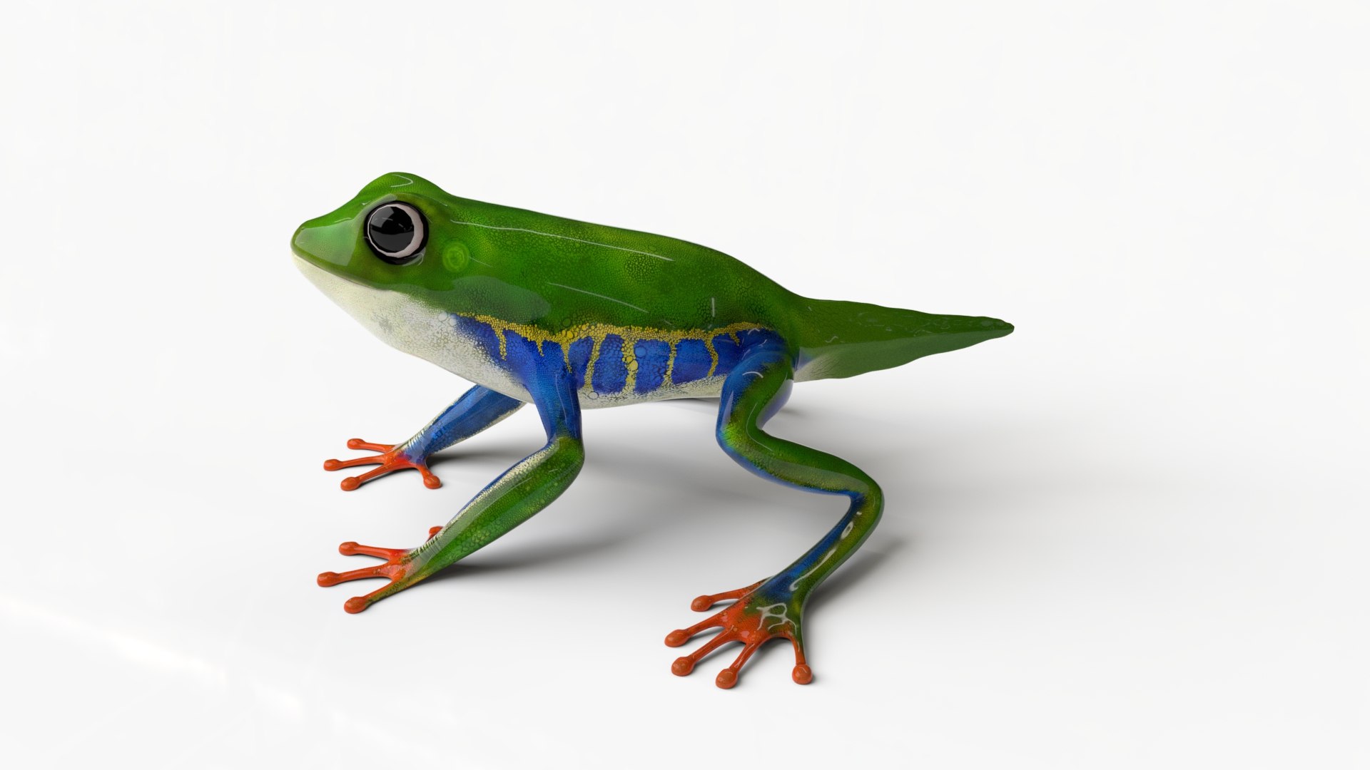 3D Tree Frog Rigged Arrow Poison Frog Model - TurboSquid 1714262