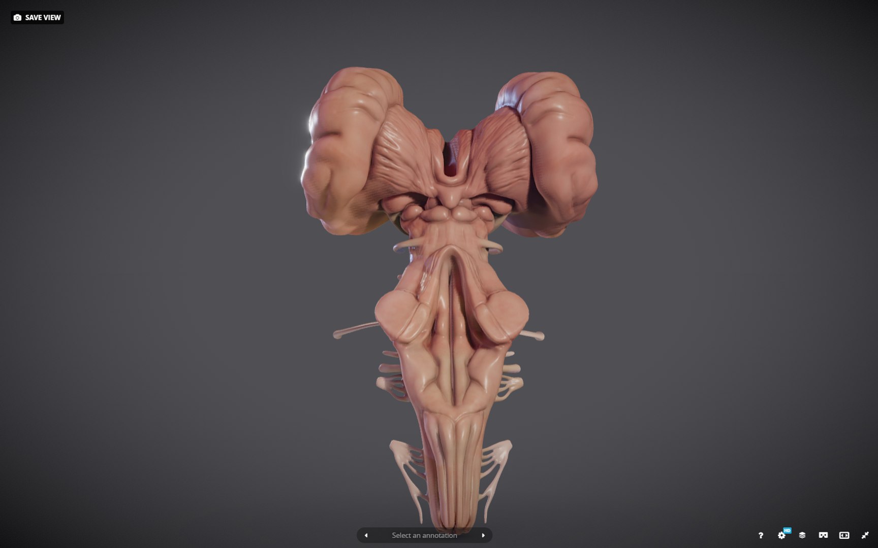 Brainstem Brain Stem 3D - TurboSquid 1584444