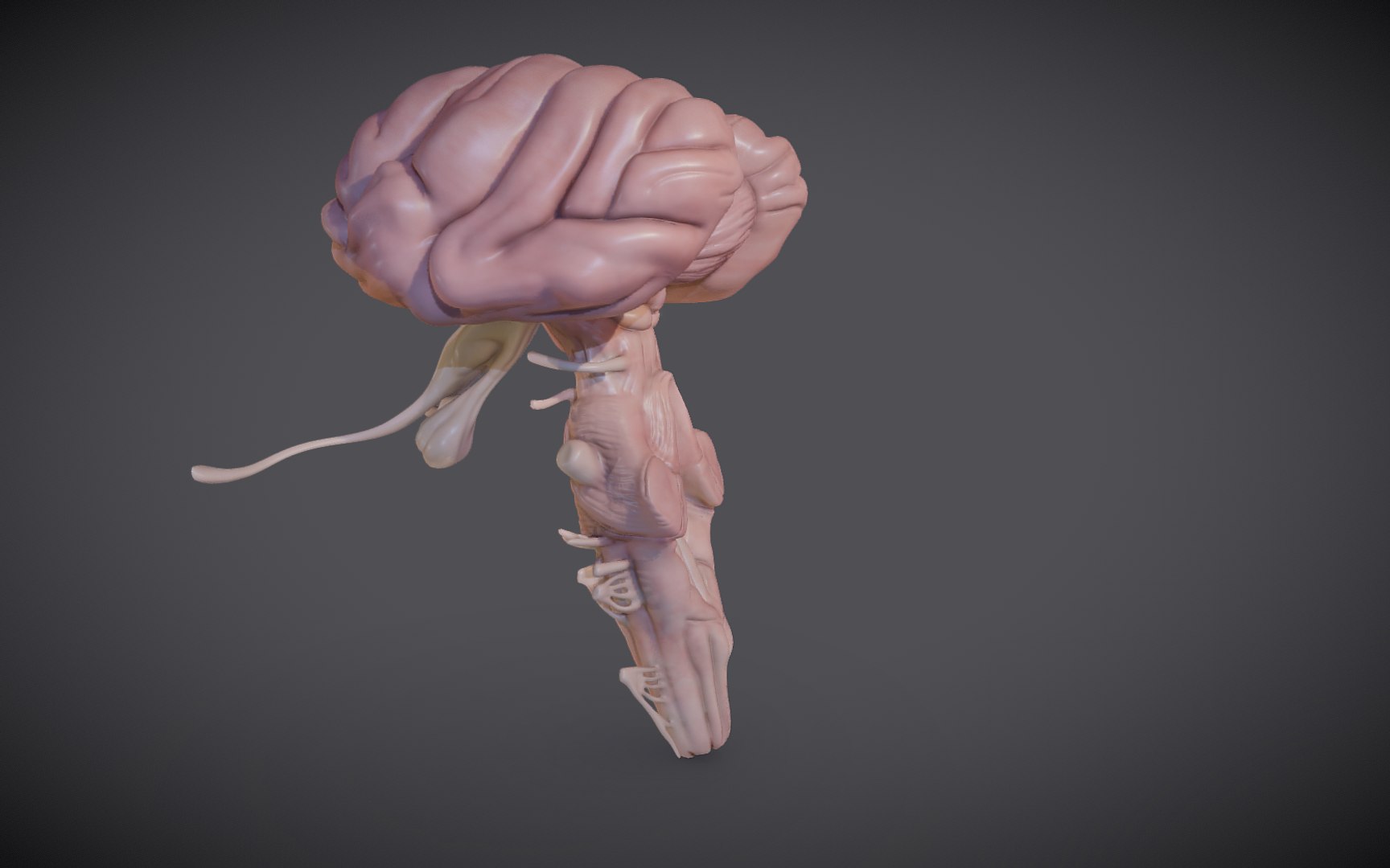 Brainstem Brain Stem 3D - TurboSquid 1584444