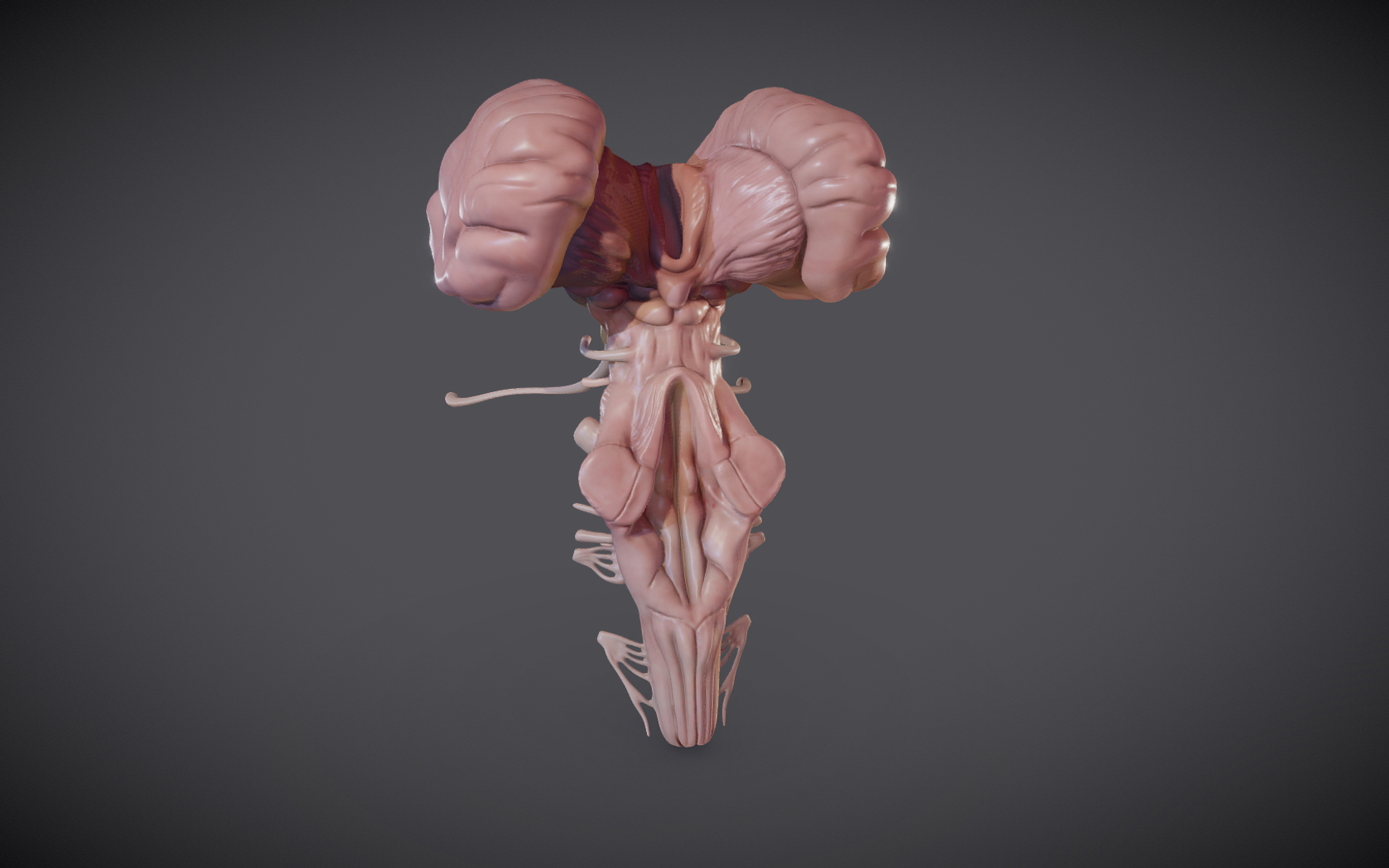 Brainstem brain stem 3D - TurboSquid 1584444