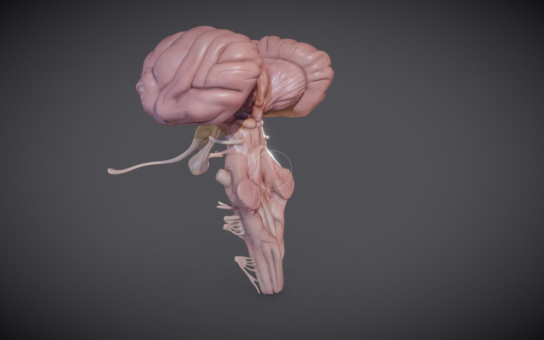 Brainstem Brain Stem 3D - TurboSquid 1584444