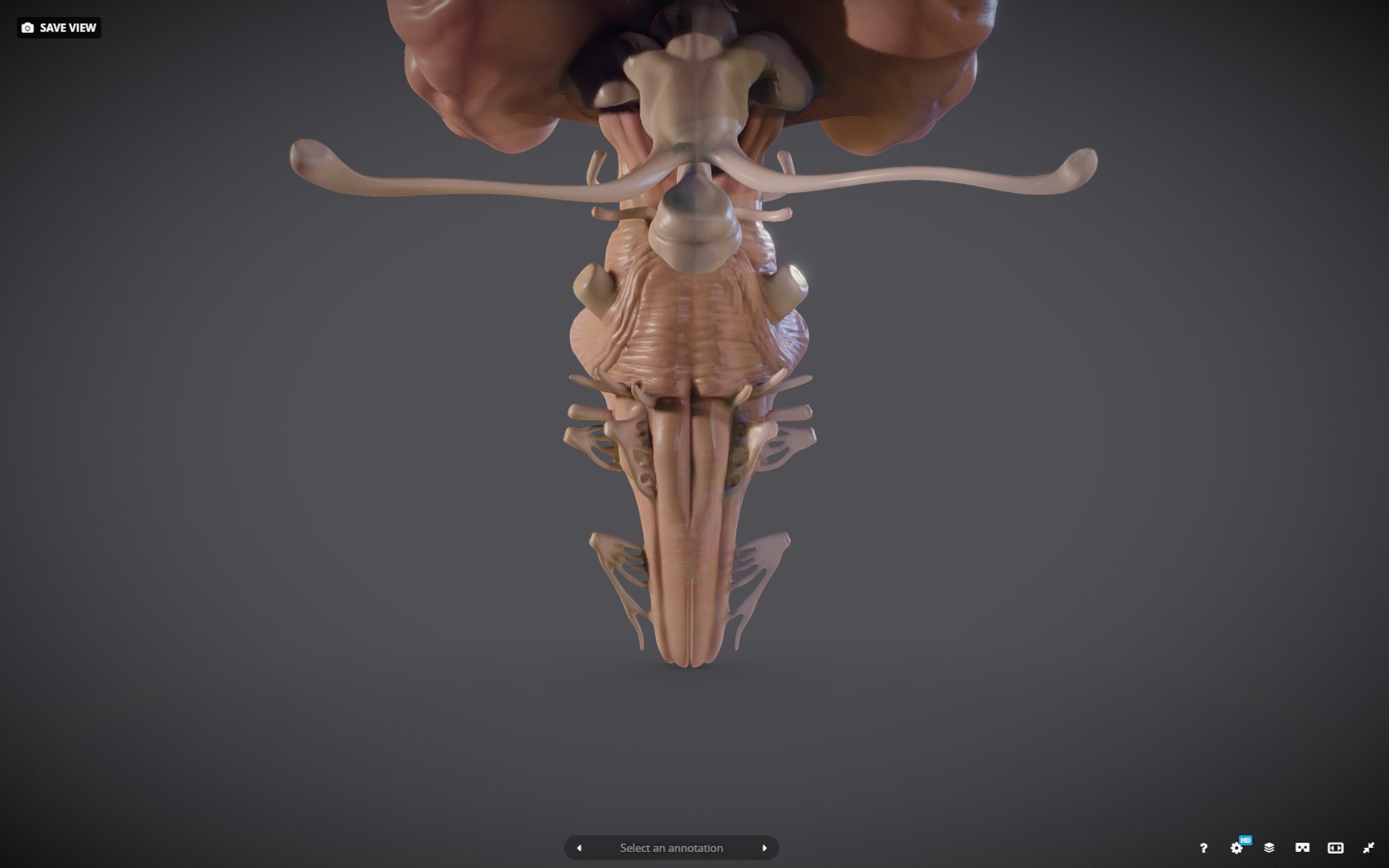 Brainstem Brain Stem 3D - TurboSquid 1584444