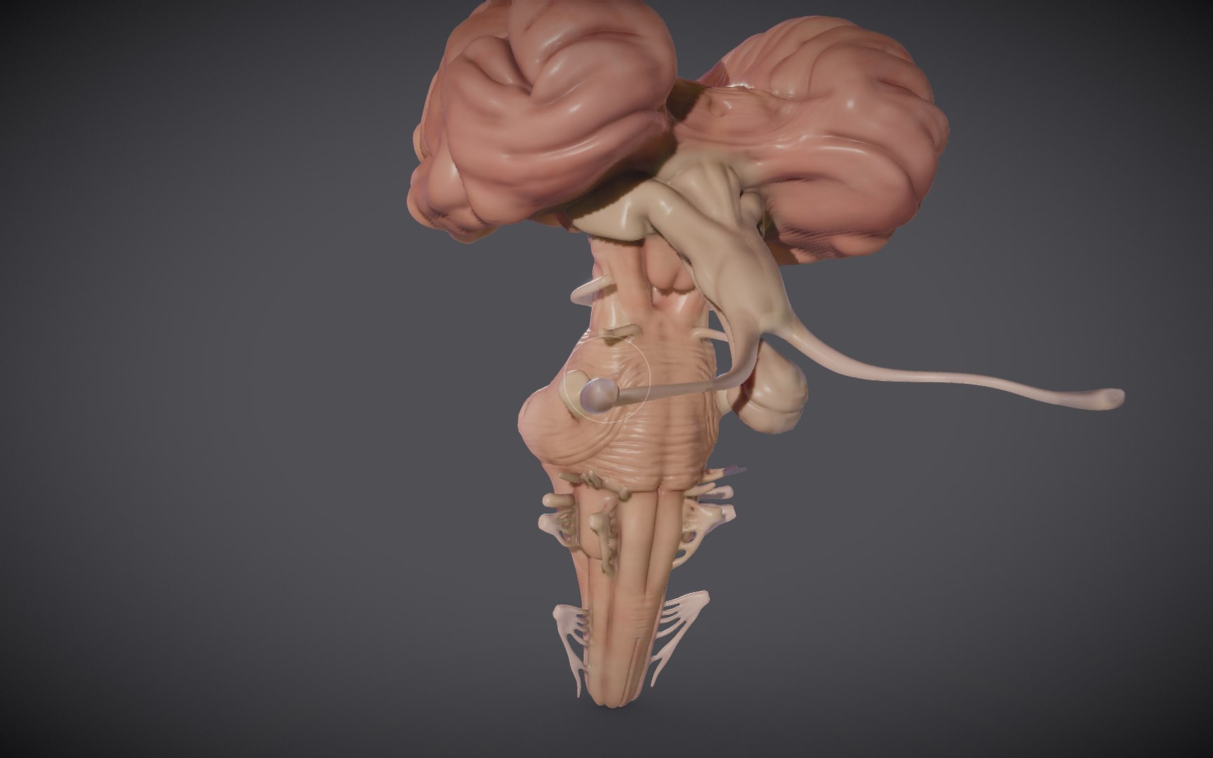 Brainstem Brain Stem 3D - TurboSquid 1584444