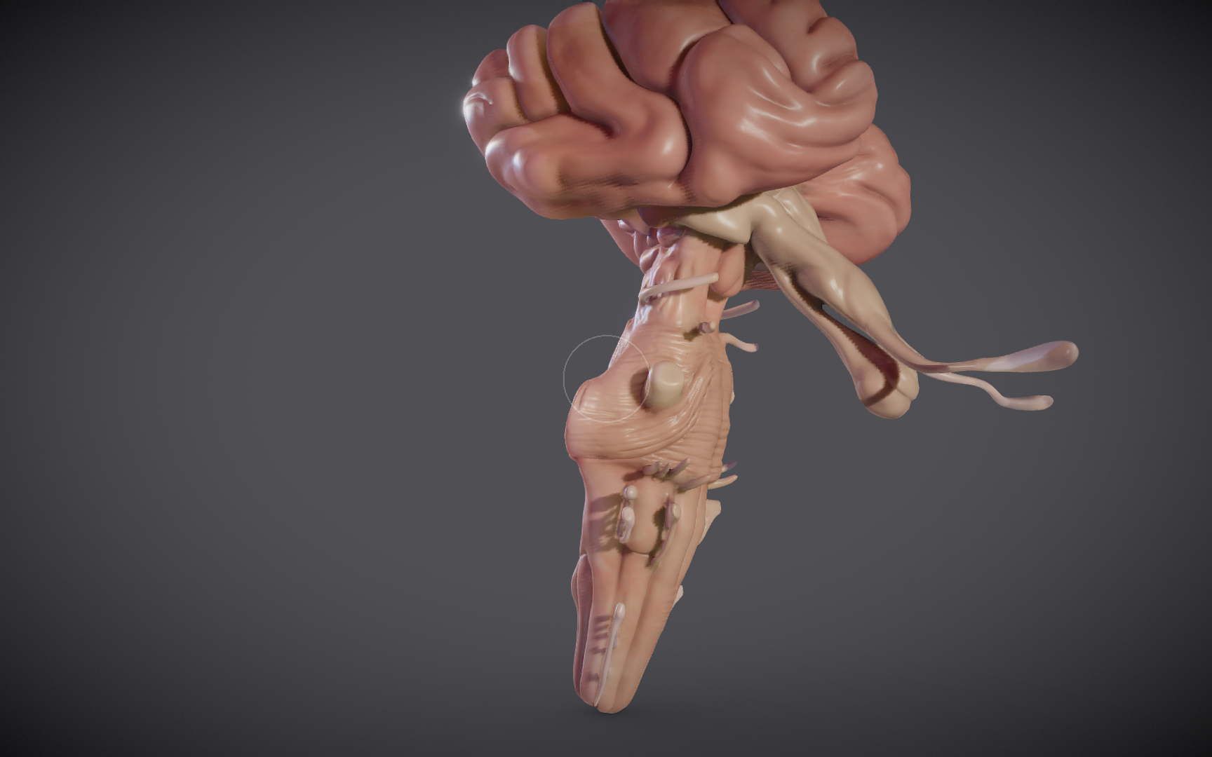 Brainstem brain stem 3D - TurboSquid 1584444