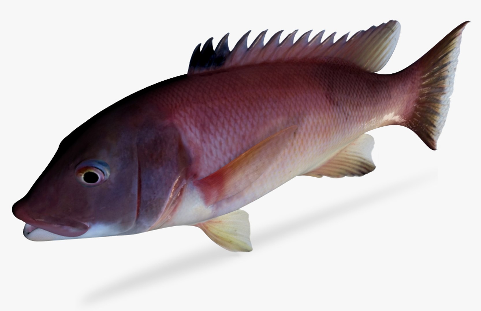 3D california sheepshead | 1146446 | TurboSquid