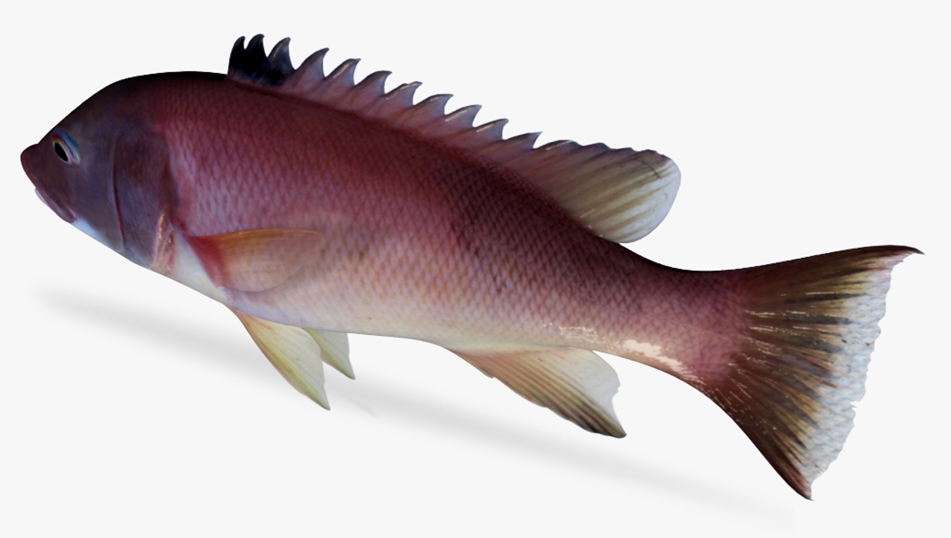 3D california sheepshead | 1146446 | TurboSquid
