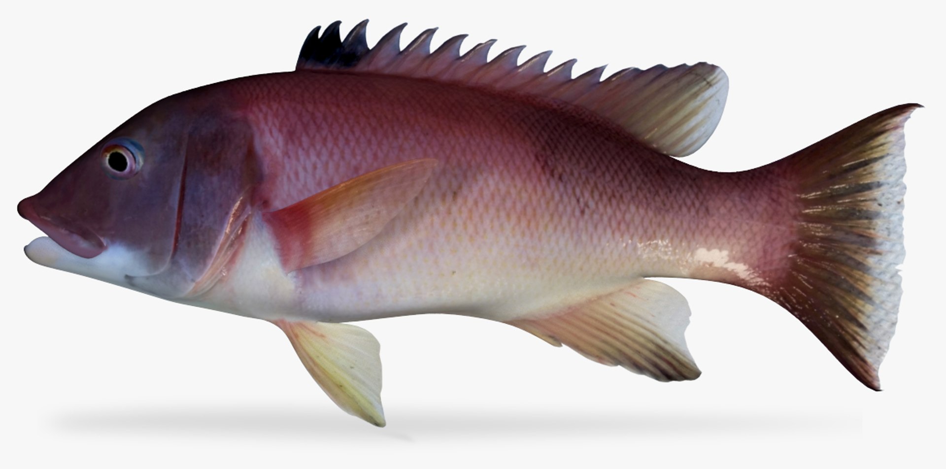 3D california sheepshead | 1146446 | TurboSquid