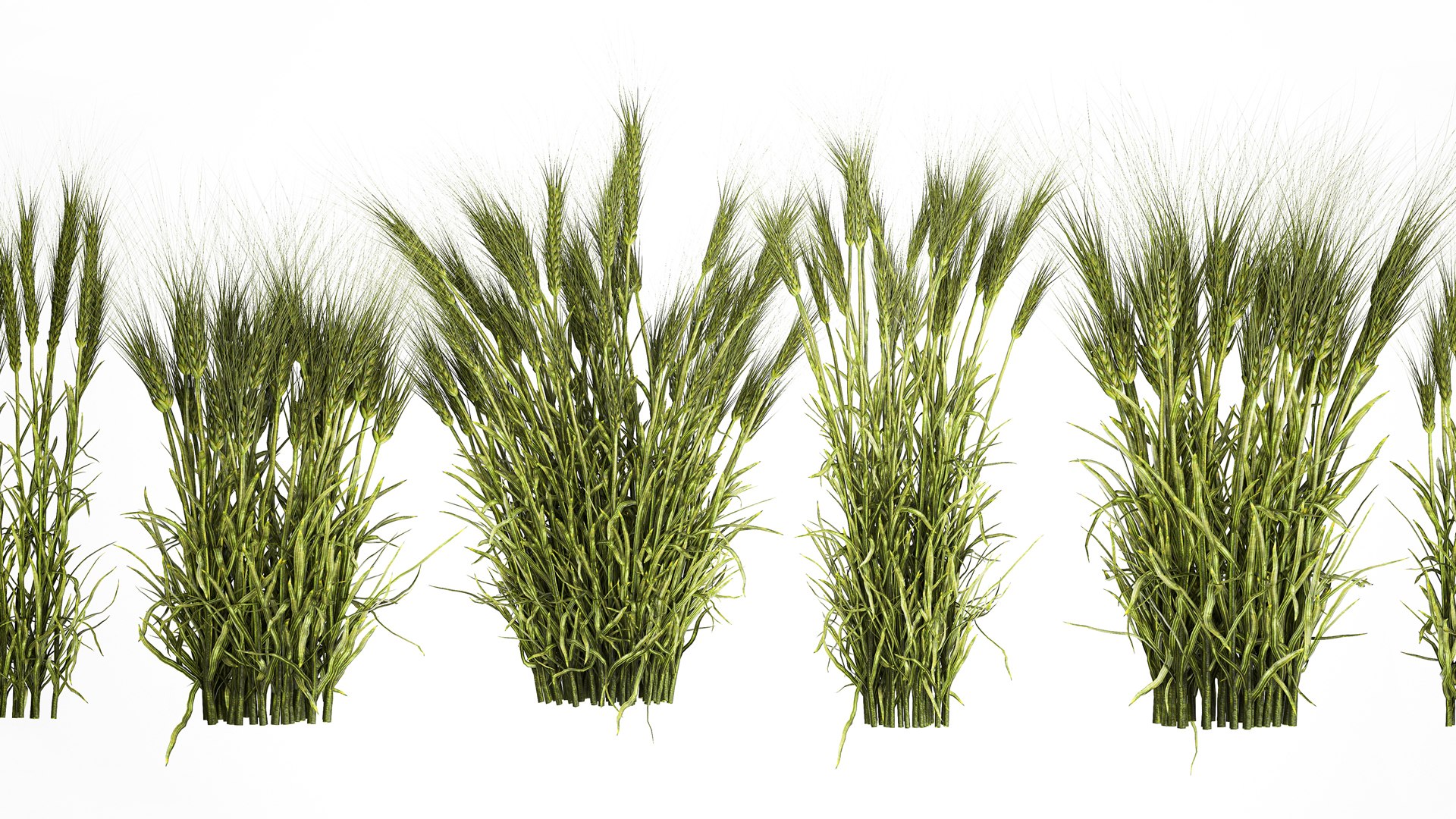 3D Plants From Six Bushes Of Green Ears Of Wheat For Landscaping ...