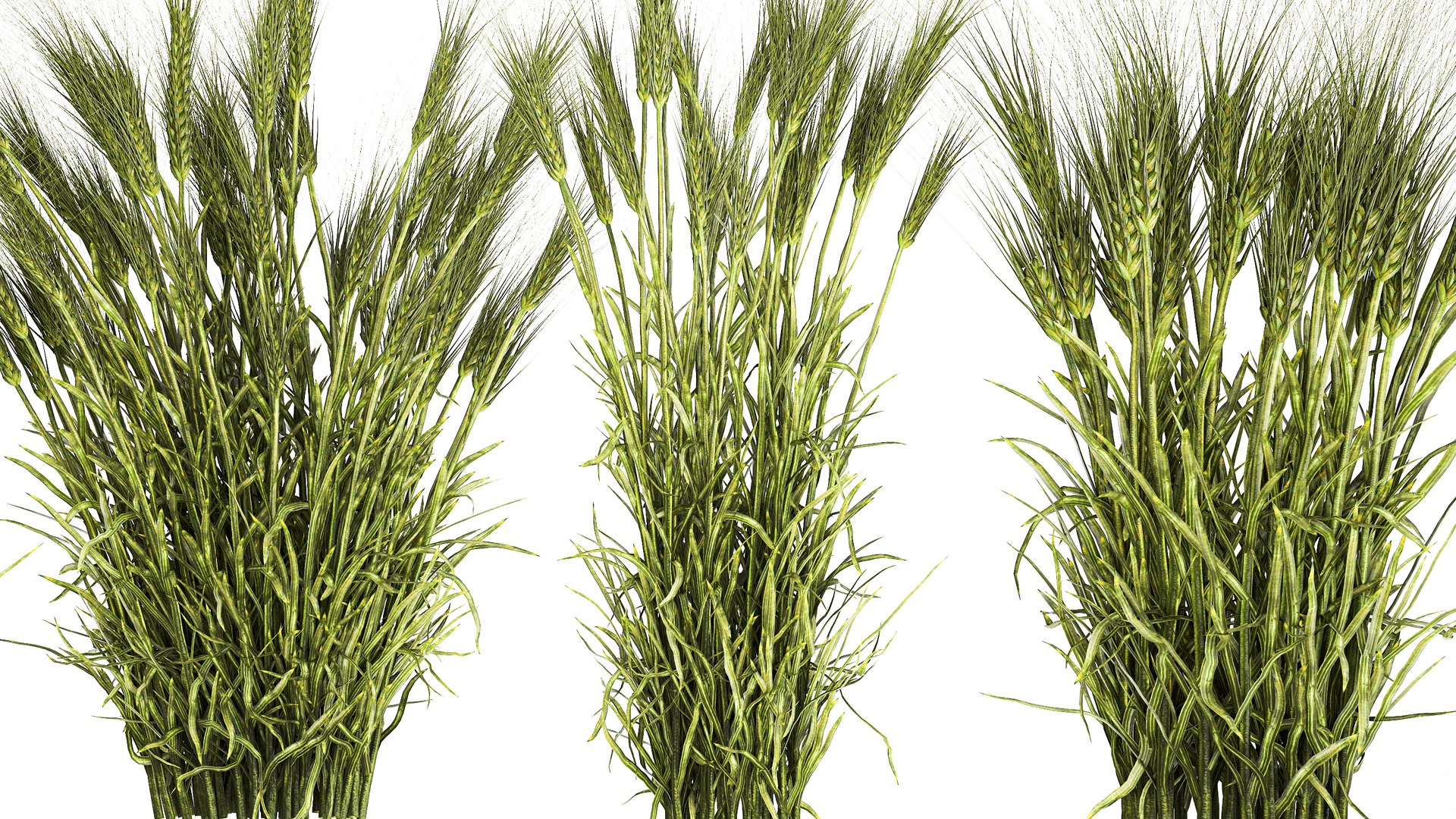 3D Plants From Six Bushes Of Green Ears Of Wheat For Landscaping ...