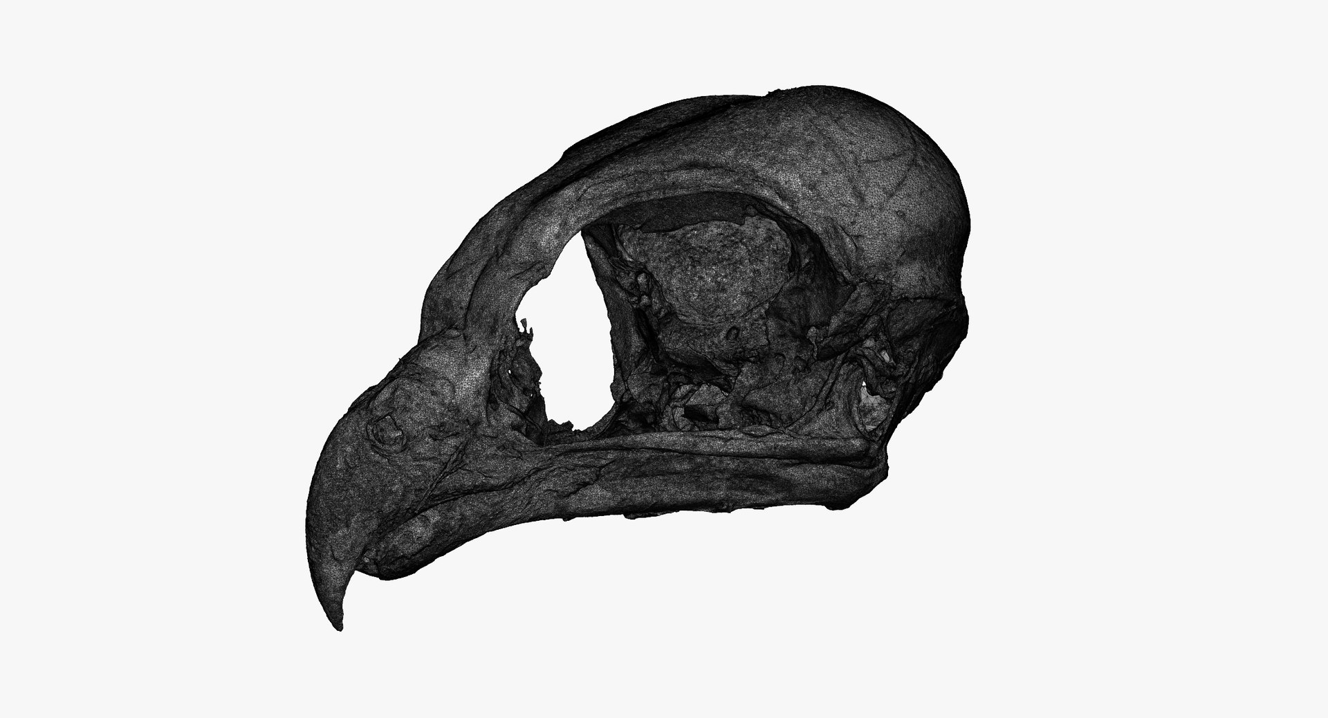 3D Bird Skull 01 Raw - TurboSquid 1533454