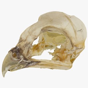 3D Bird Skull Models - Browse & Download Formats - TurboSquid